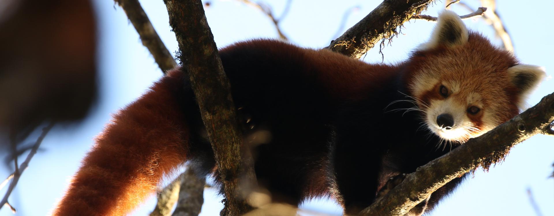 Bamboo shoots and balancing acts: how to keep red pandas living the ...