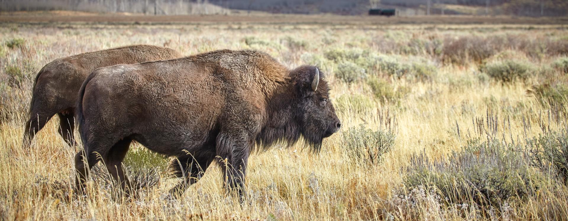 How a sacred tie with Native Americans is restoring bison to indigenous ...