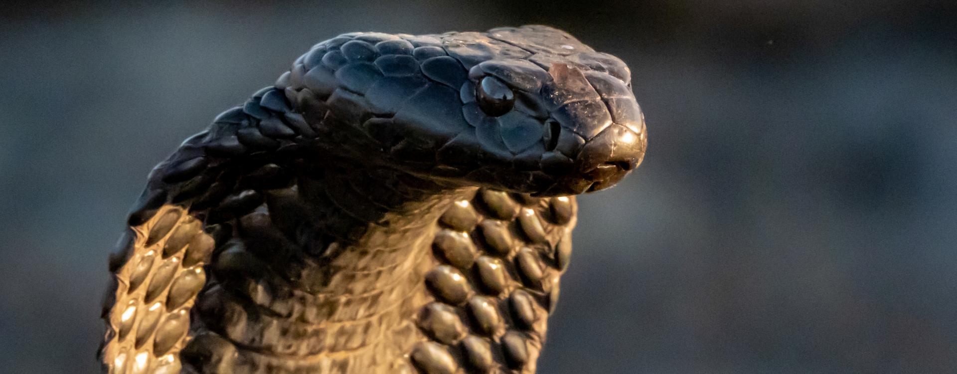 Fearsome or fearful? Meet the cobra that’s all spit and no strike ...