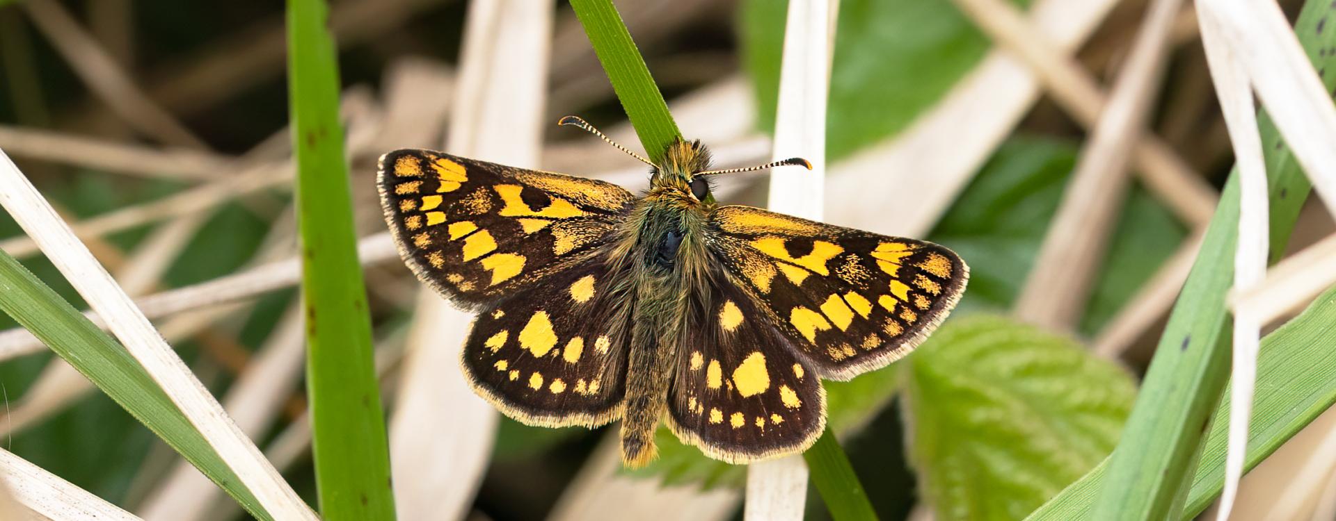 After four decades, the chequered skipper makes a stealthy return to ...