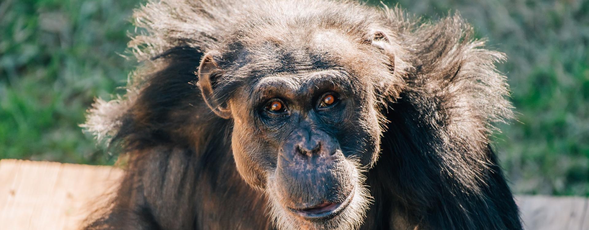 Released from cages, these former lab chimps are embarking on a new ...
