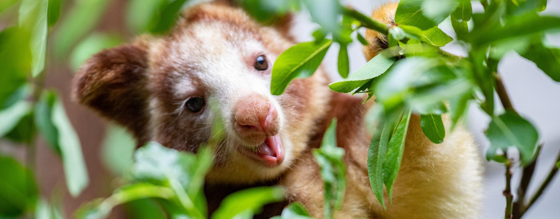 Kangaroos in the clouds? How to protect this ghostly species ...