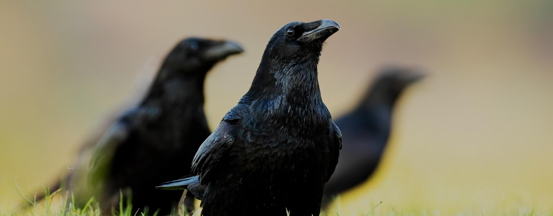 Are ravens the creators of the world? Meet the birds with a trick up ...
