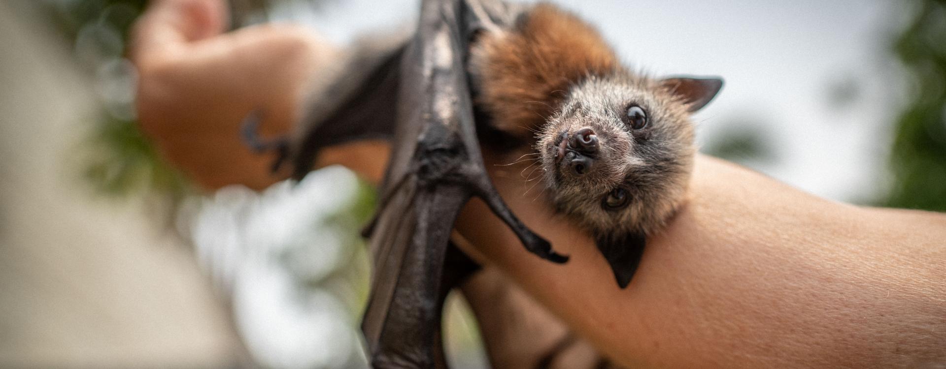 These flying foxes build Australia’s forests while you sleep ...