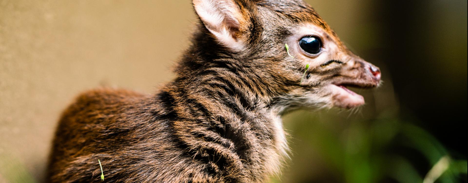 Just how small is South Africa’s smallest antelope? | Beautiful News