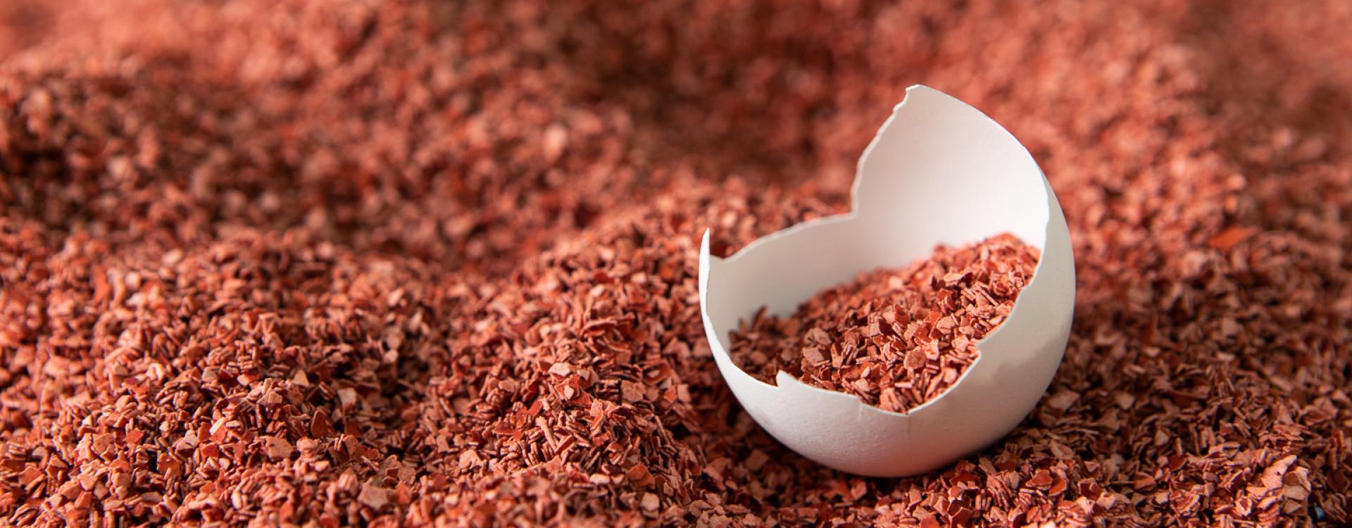 How to preserve the planet with upcycled eggshells, silent oceans, and ...