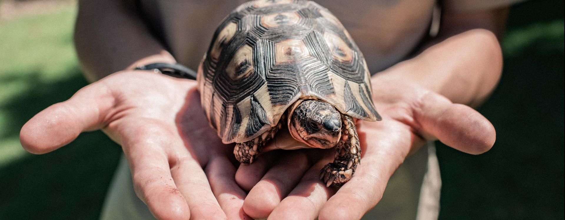 These tortoises owe their lives to a quick-thinking teen | Beautiful News