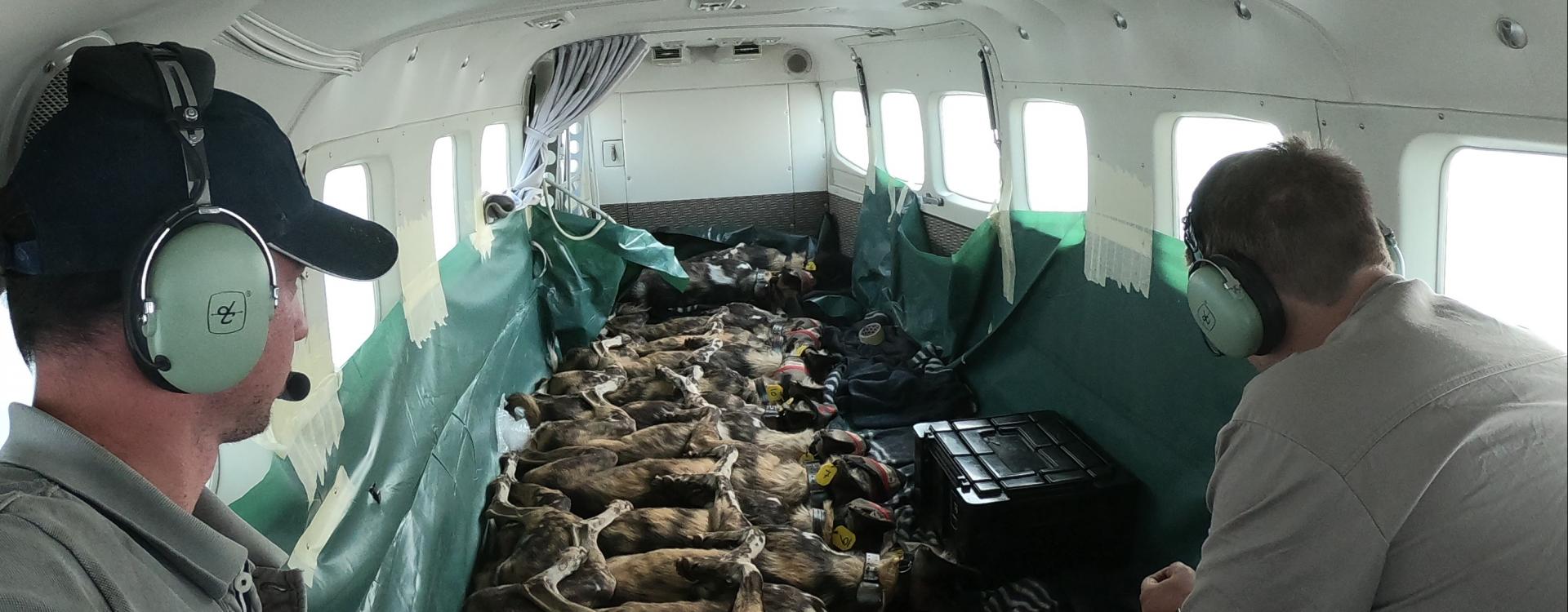 How the endangered painted wolf is making a comeback from the air ...