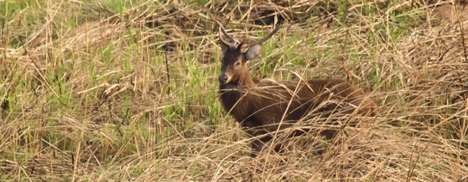 Documenting the revival of the rare sangai on the world’s only floating ...