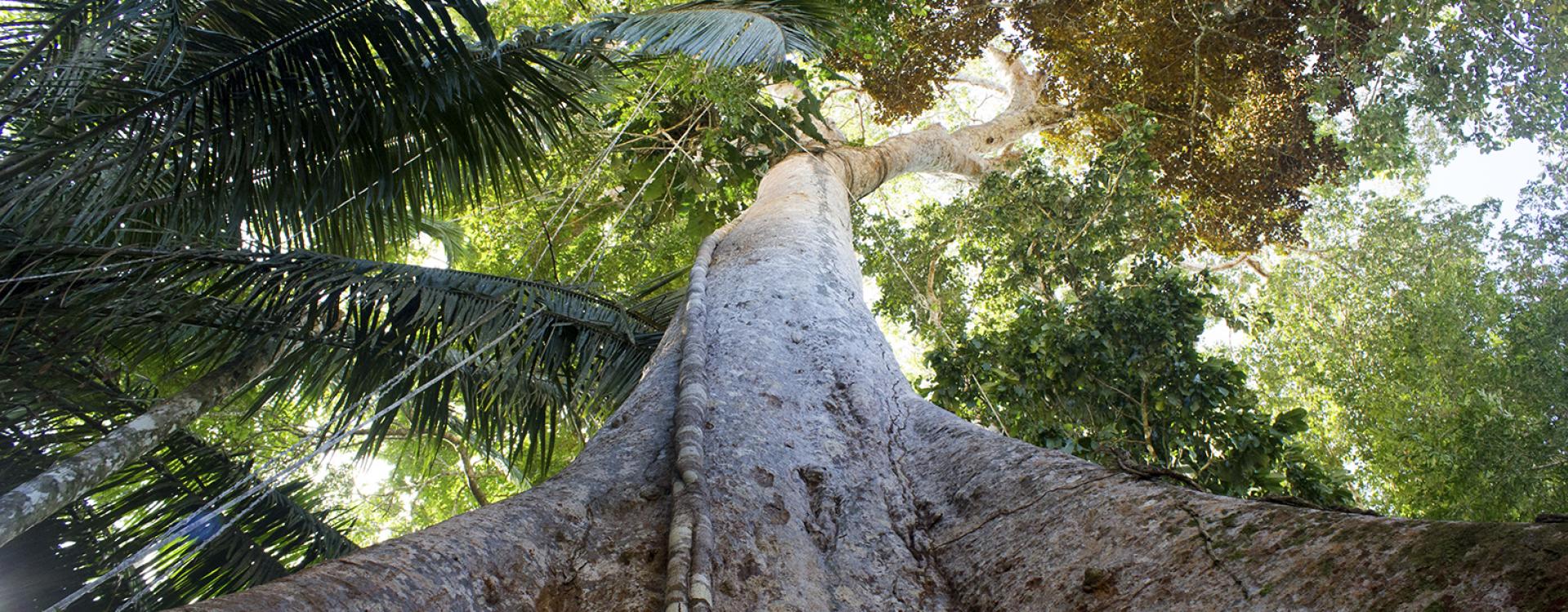 Why the ancient shihuahuaco tree sprouts hope for the planet ...