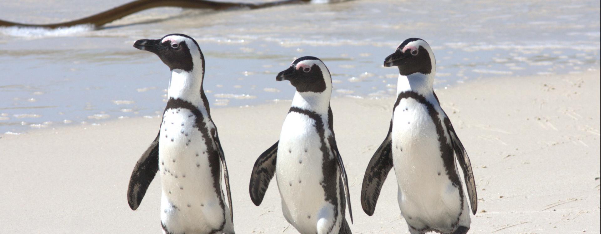 Can a new home keep our penguins safe? | Beautiful News