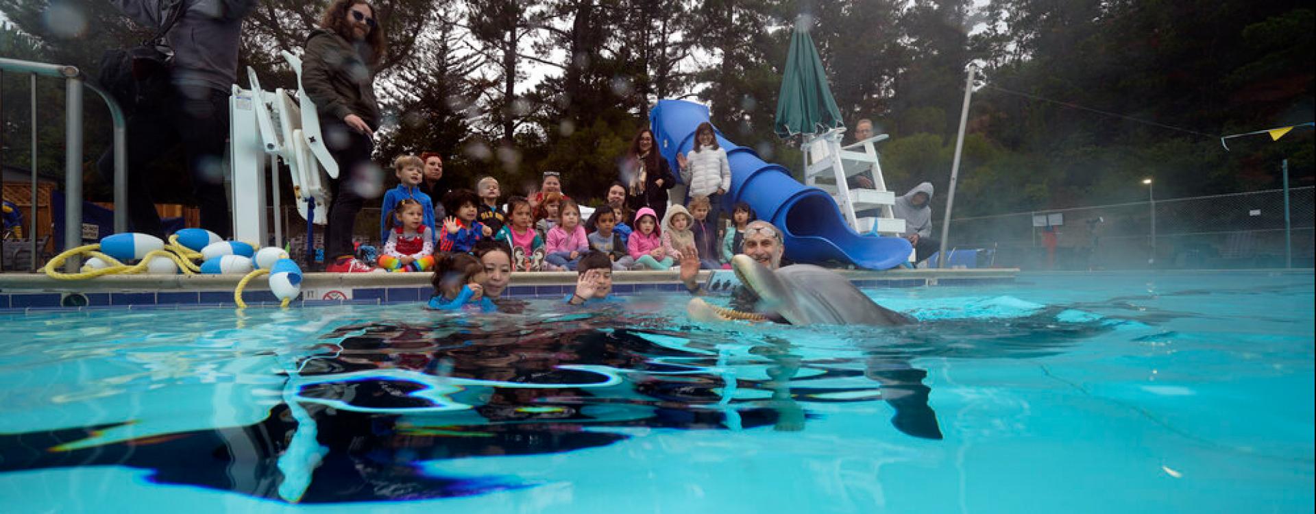 Meet the robot dolphins redefining the future of theme parks ...