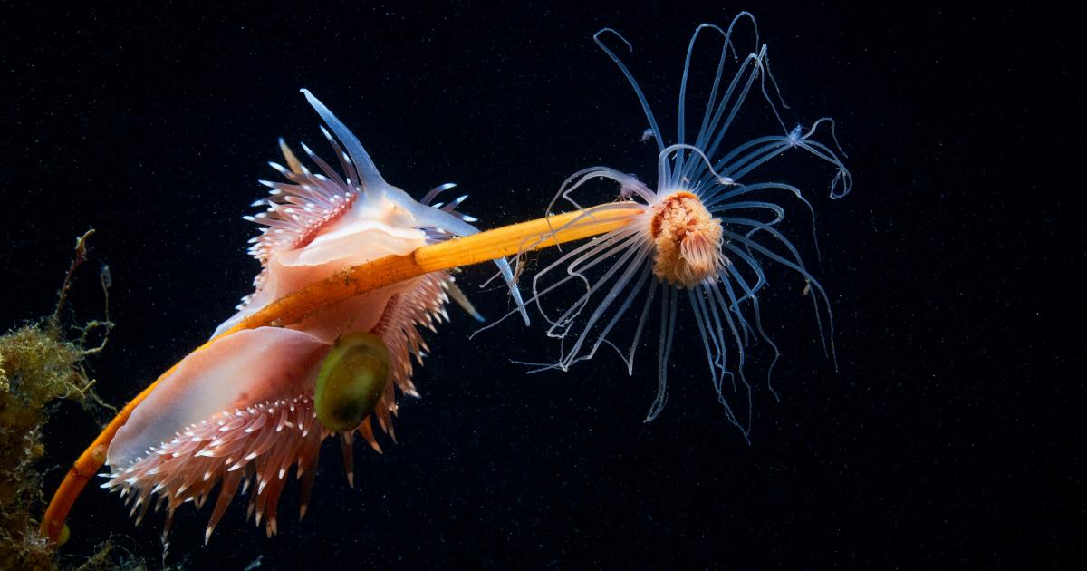 The underwater explorer revealing the creatures of the ocean’s abyss ...