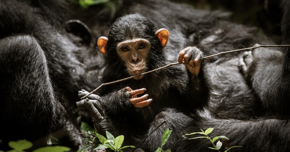 There are no roads to this jungle. Discover a chimp’s kingdom ...