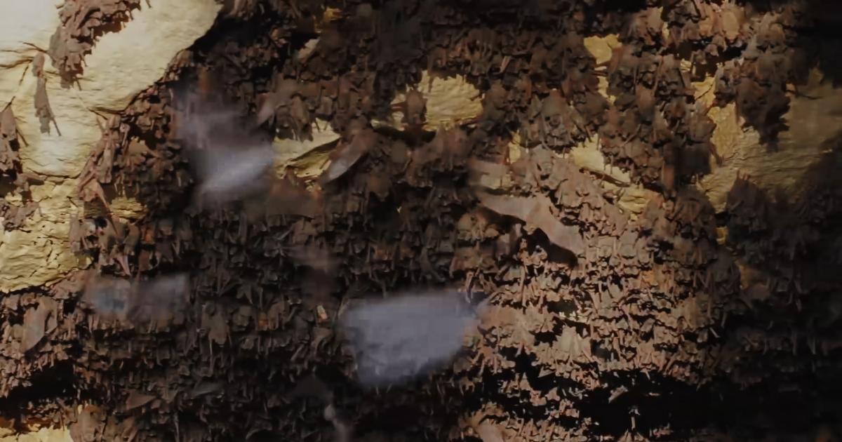 The Bracken Cave batnado is real. Here’s how you can experience it ...