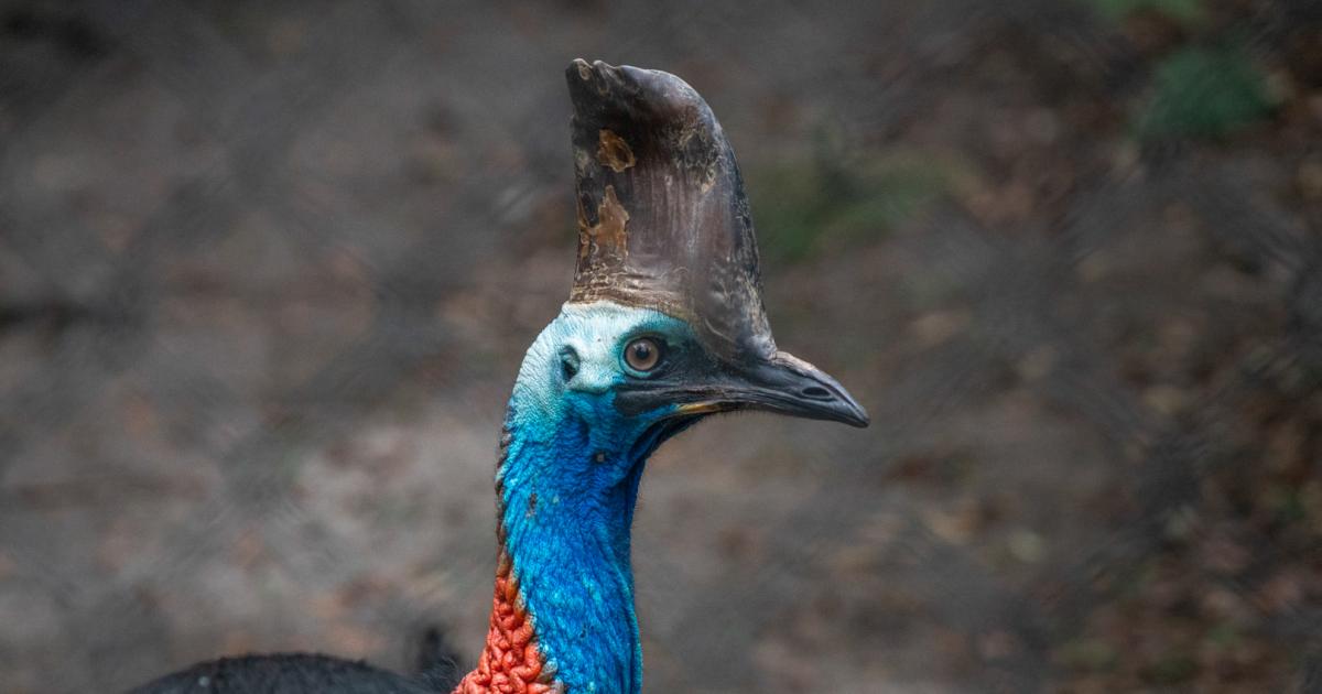 Why the world’s most dangerous bird needs our protection | Beautiful News