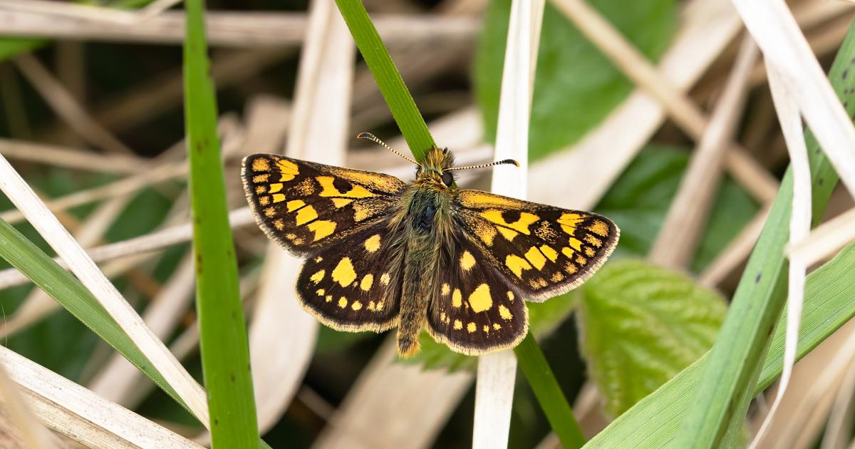 After four decades, the chequered skipper makes a stealthy return to ...