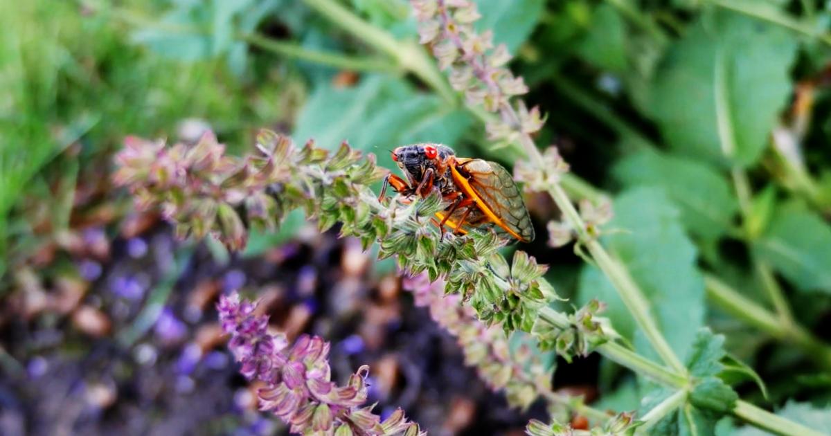 Turn plastic trash into cash, cicadas into sustainable food, and ...