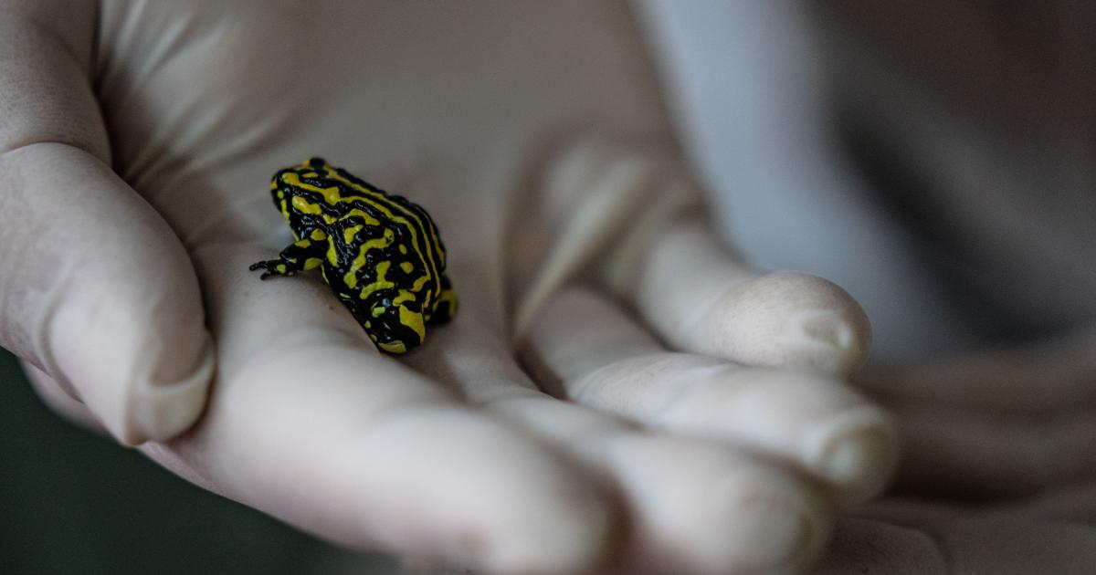 The truth behind the corroboree frog’s striking colours | Beautiful News