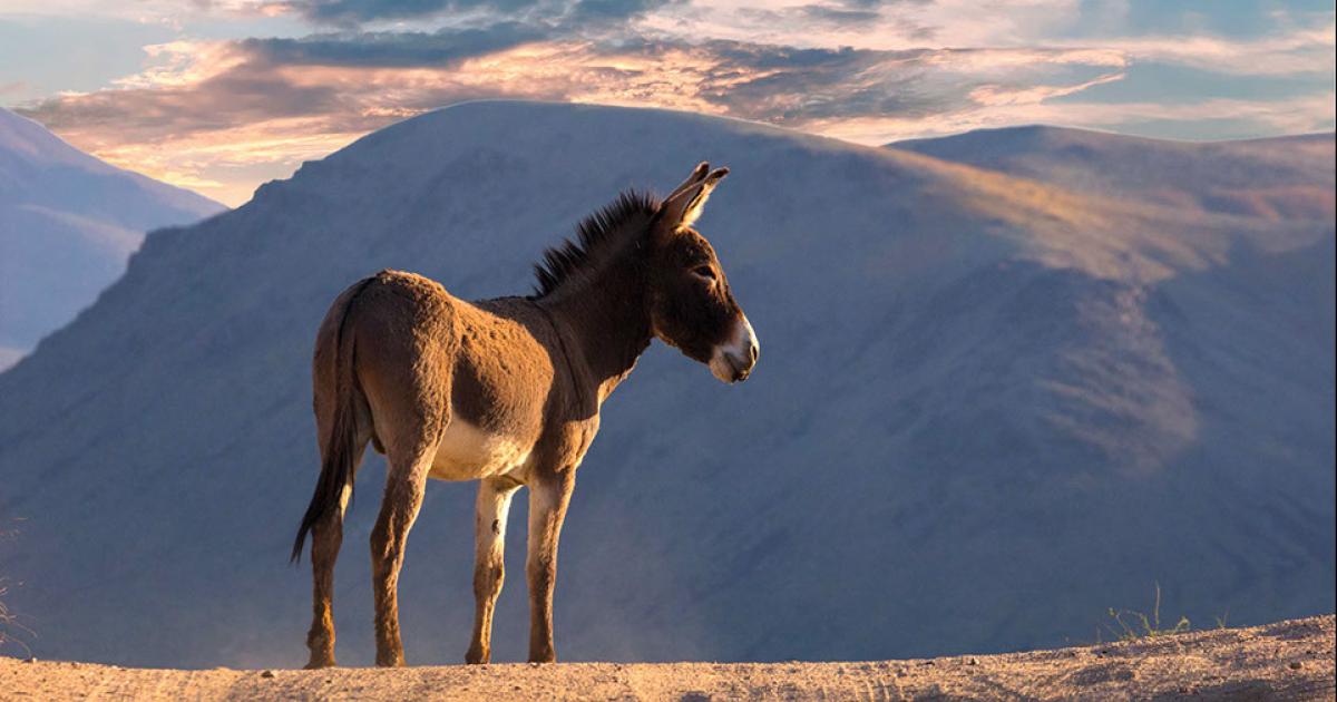 Why donkeys are the unsung heroes of the animal kingdom | Beautiful News