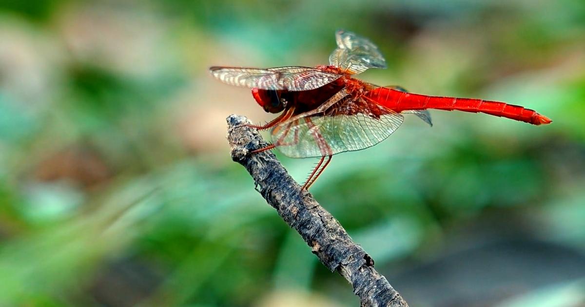 Why the health of freshwater ecosystems rests on dragonflies ...