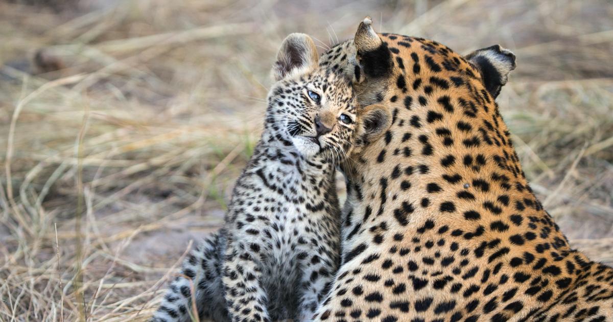 Why the bond between a leopardess and her cubs is essential for ...