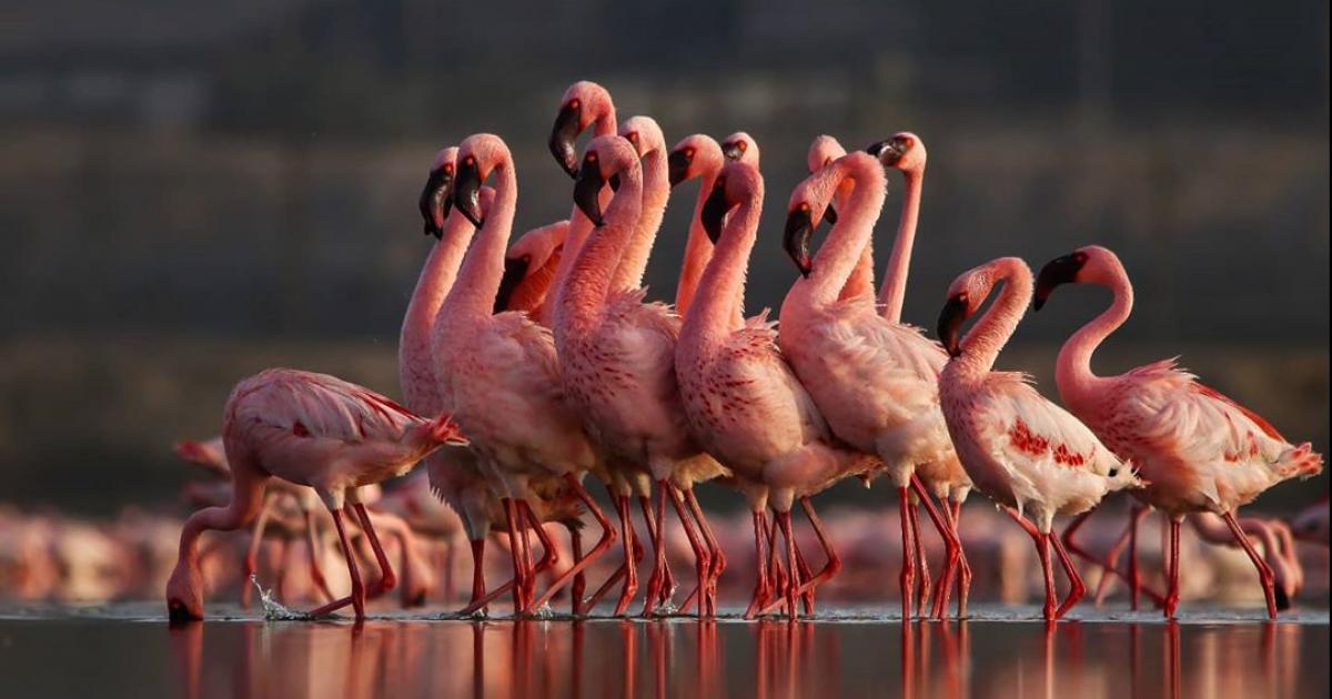 Flamingo City: Where the flamboyant birds preserve their lineage ...