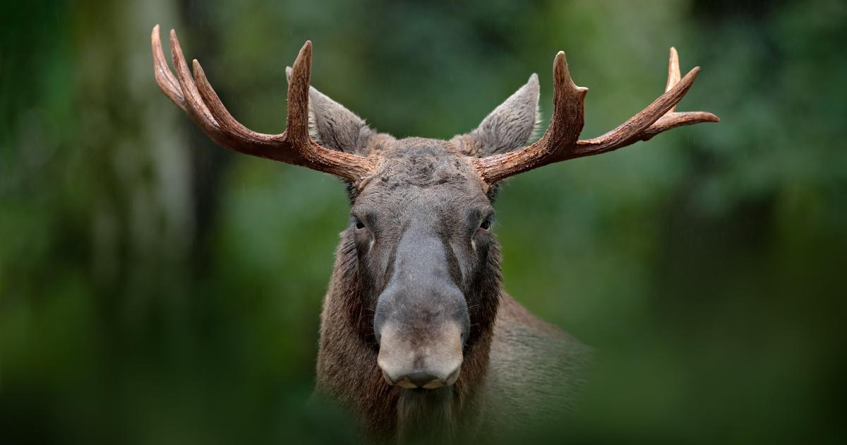 How a forest revamp is sheltering moose from climate change | Beautiful ...