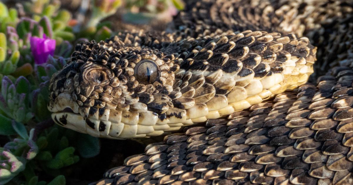 Unveiling the puff adder’s mysterious disappearing act | Beautiful News