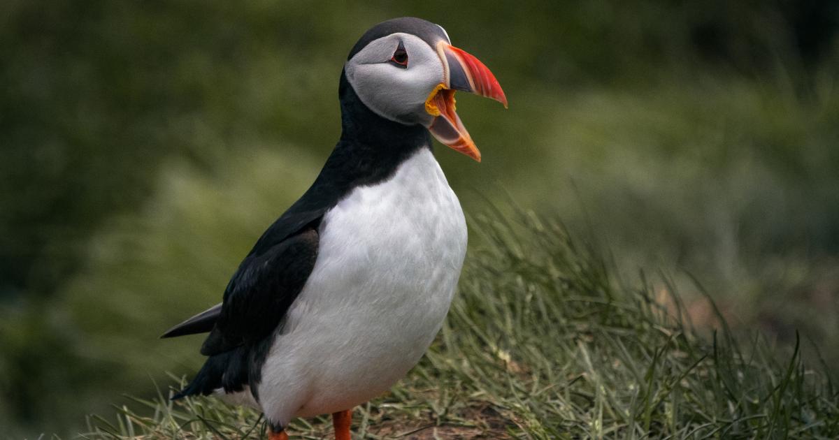 Hands off: Why social distancing is key to a puffin’s survival ...