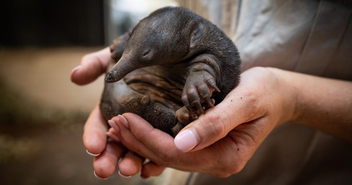 echidna puggle egg
