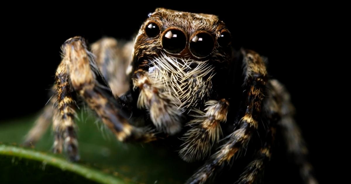 Spiders: The eight-legged predators guarding our food security ...