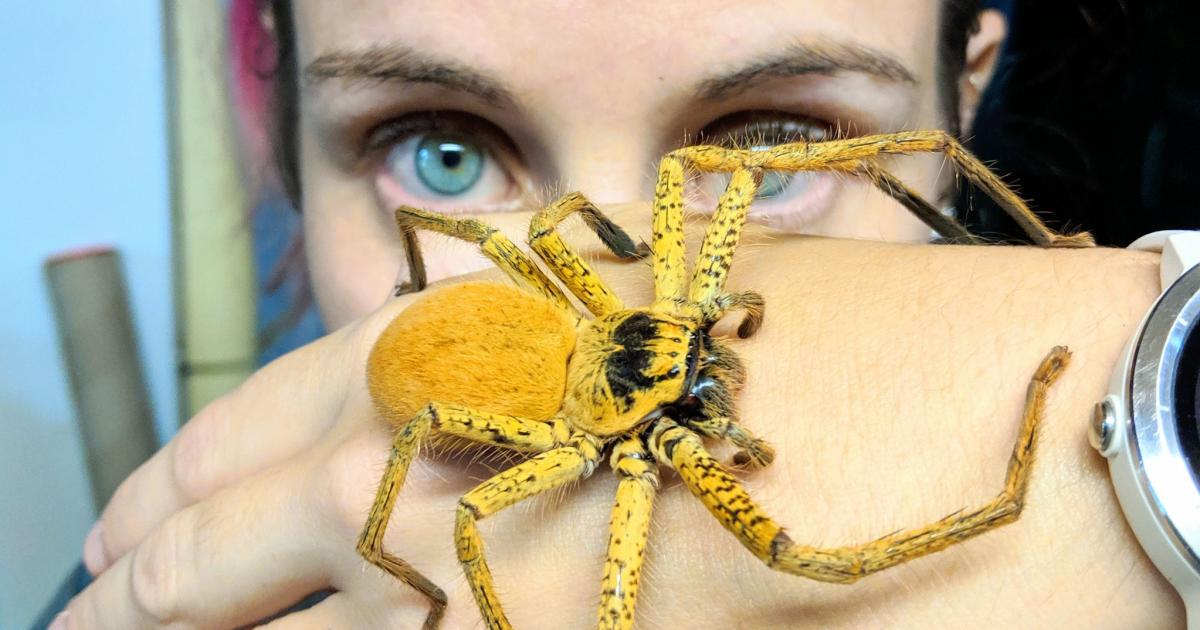 The spider fanatic creating a web of knowledge to help you overcome ...