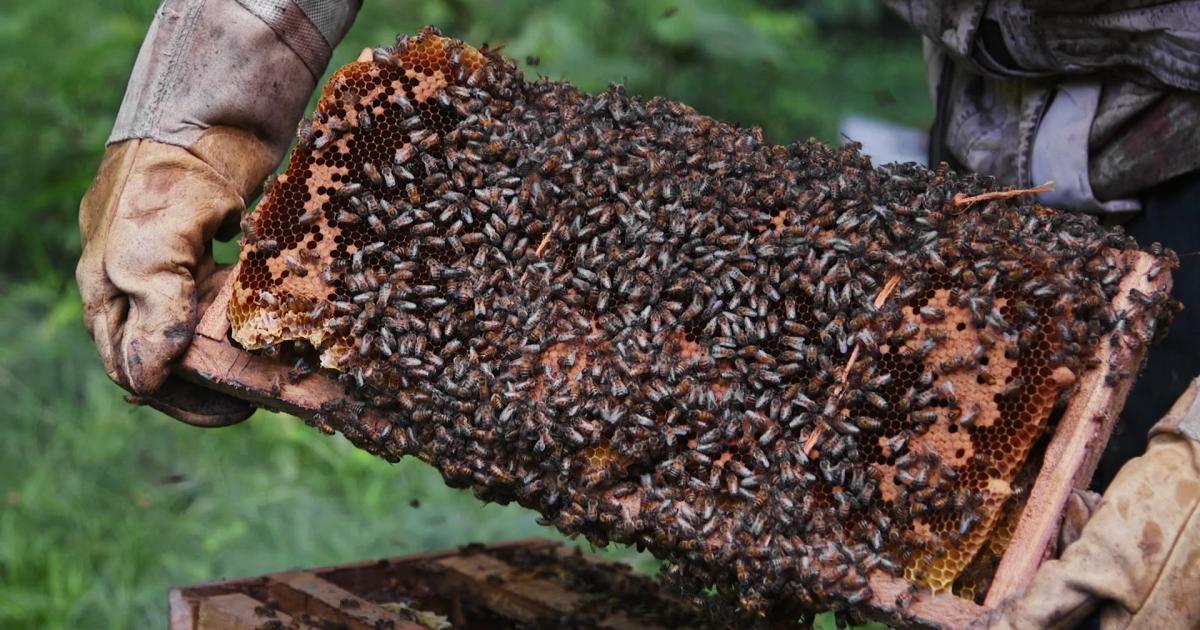 The couple rescuing bees from a sticky fate in Costa Rica | Beautiful News