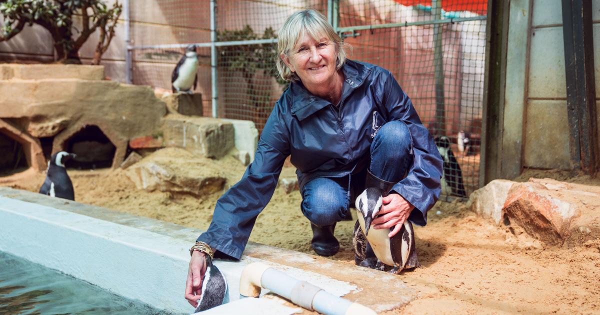 When penguins washed up on her doorstep, she turned her home into their ...