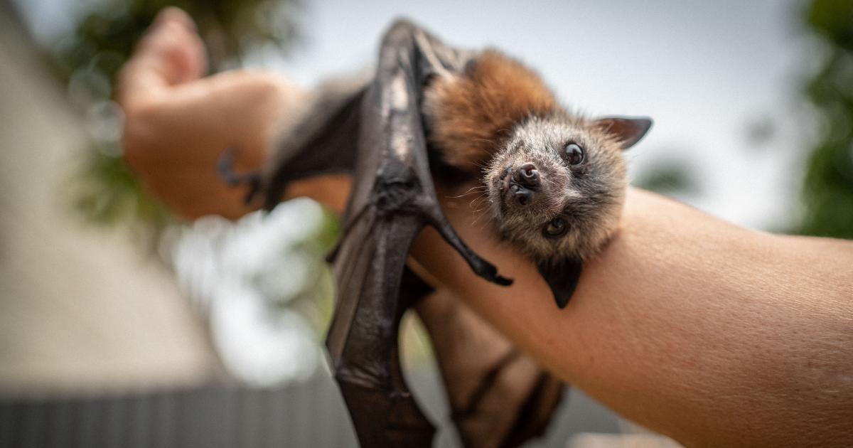 These flying foxes build Australia’s forests while you sleep ...