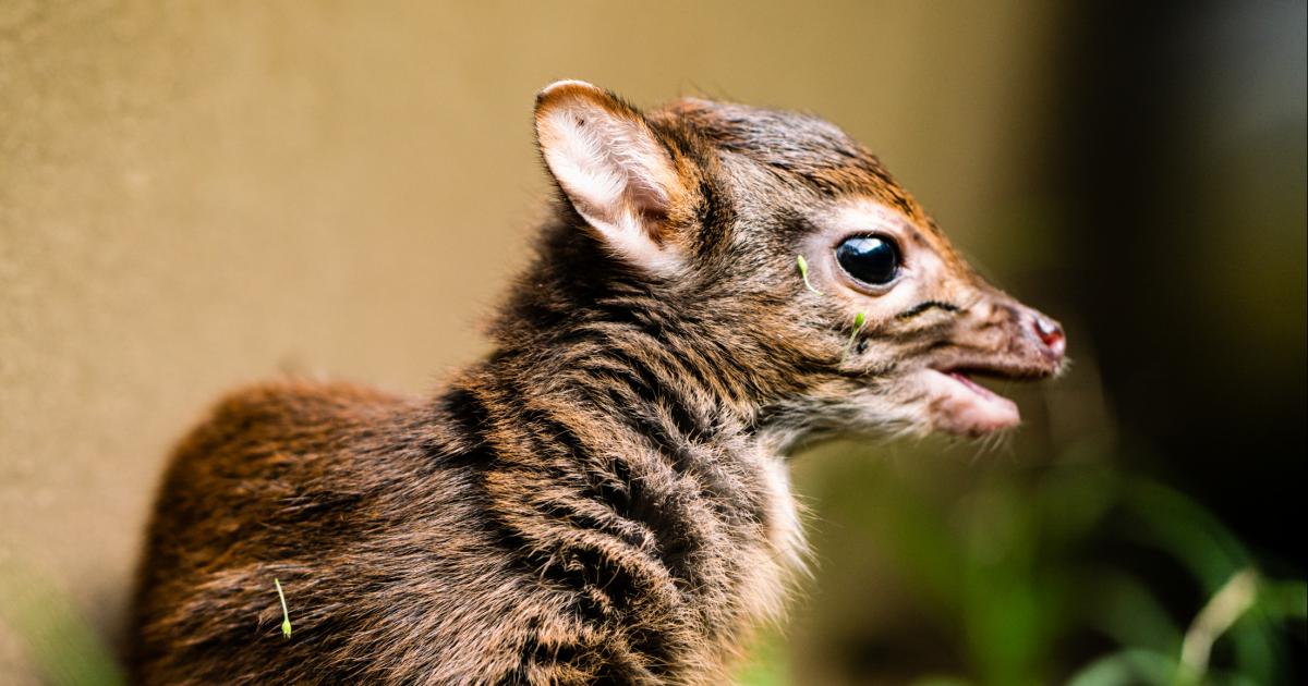 Just how small is South Africa’s smallest antelope? | Beautiful News