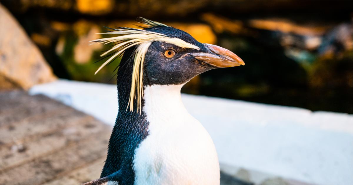 A penguin’s second chance after a rocky start | Beautiful News