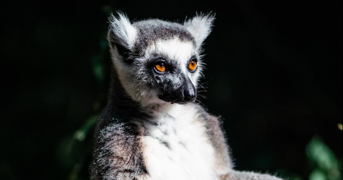 Meet the sun-worshipping lemurs of Madagascar | Beautiful News