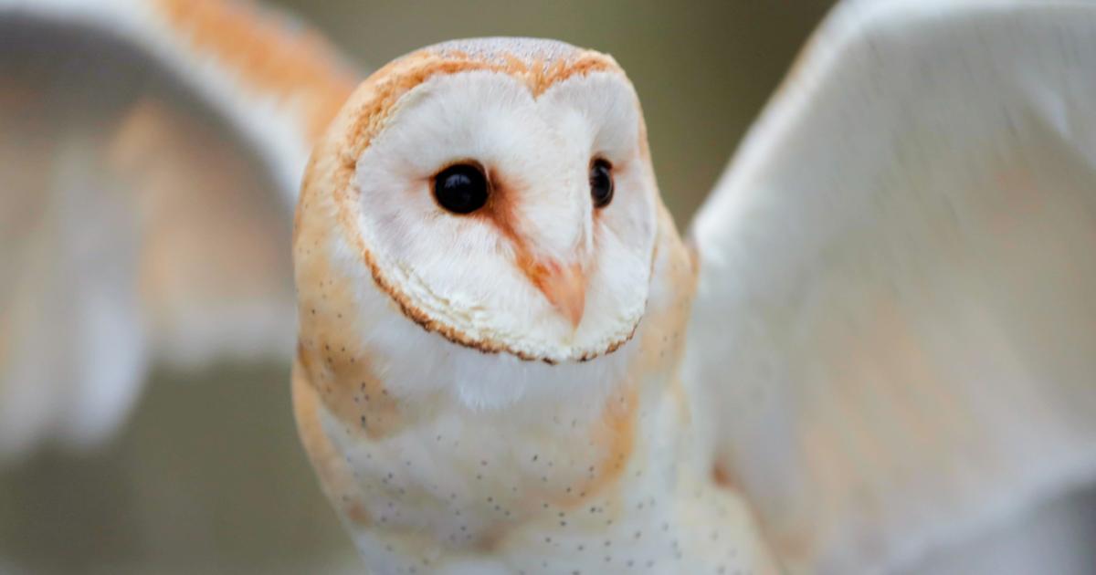 How a community-driven effort is securing the future of barn owls ...