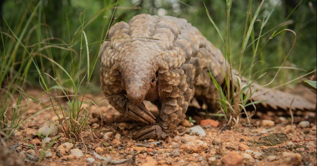 With razor-sharp armour, what more could a pangolin need? | Beautiful News