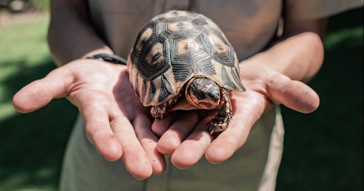 These tortoises owe their lives to a quick-thinking teen | Beautiful News
