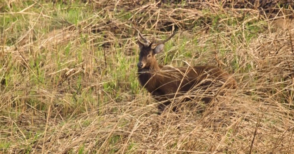 Documenting the revival of the rare sangai on the world’s only floating ...
