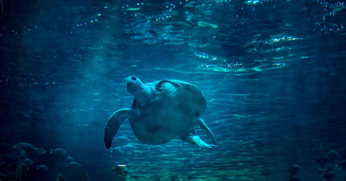 A three-flippered turtle’s epic quest to return to the ocean ...