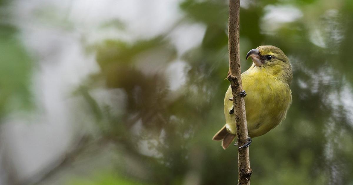 She changed her life’s course to save one of Hawai'i’s rarest birds ...
