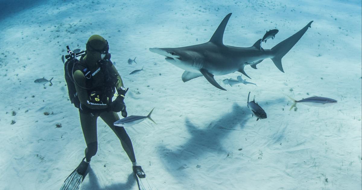 The marine biologist tackling ocean conservation from a shark’s ...