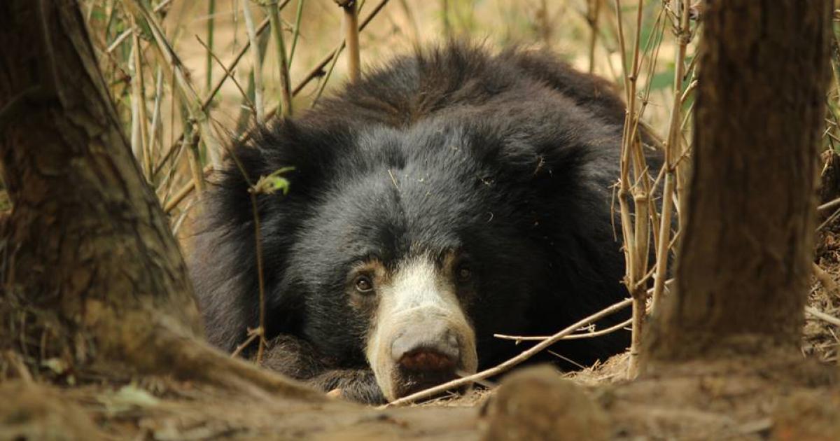 dancing sloth bears india