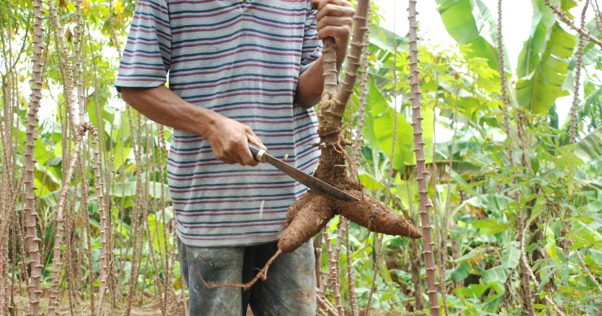 This innovator is rooting out plastic pollution with cassava plants ...