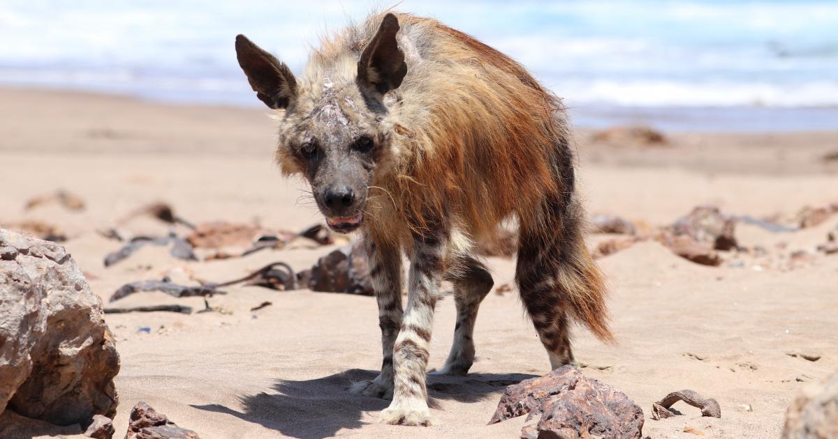 Spotted Hyena Sahara Desert Wilderness Namibia – Brown Hyena