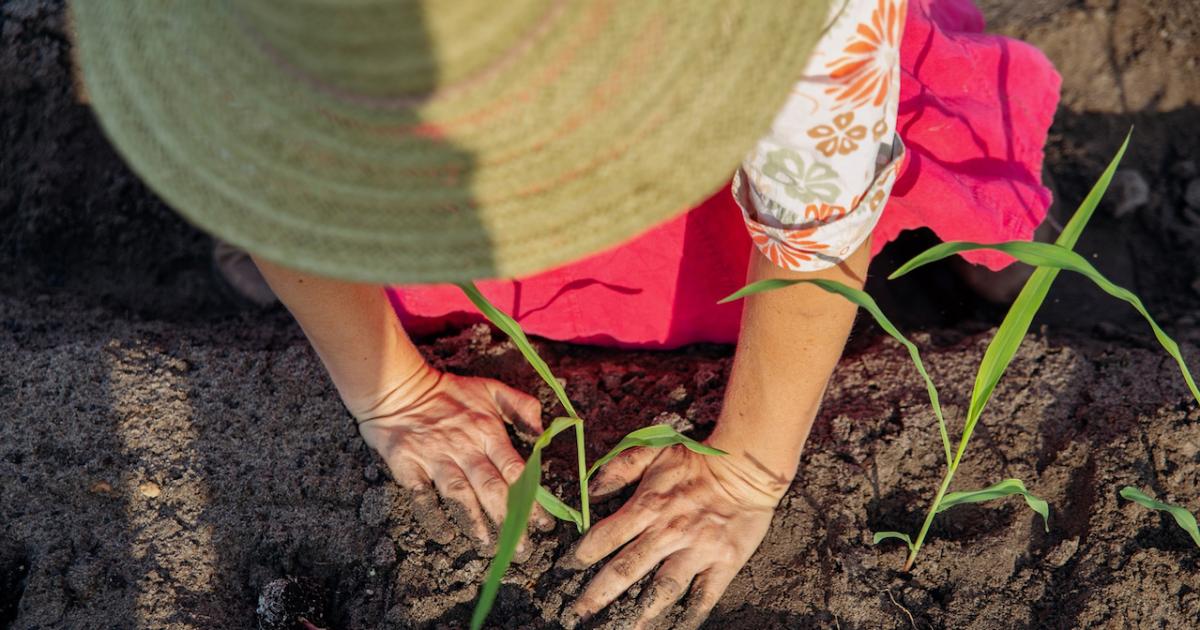 How to diversify seed stewardship from the ground up | Beautiful News